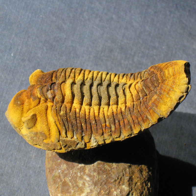 Fossils With Incredible Colors - General Fossil Discussion - The Fossil ...