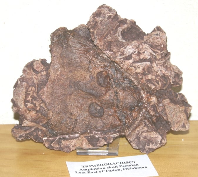 Eryops? - Fossil ID - The Fossil Forum