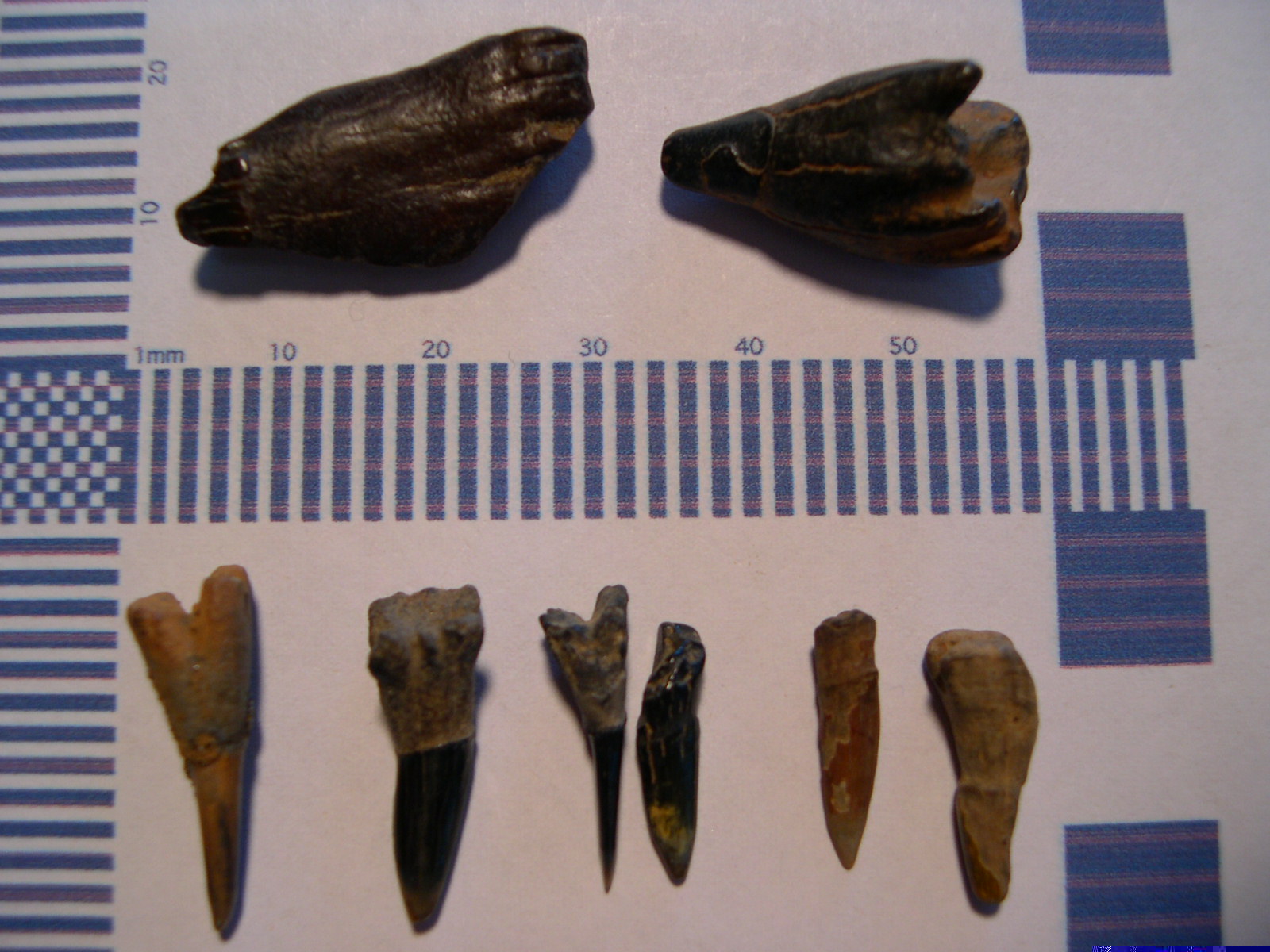 Sherman, Tx Finds....lots O' Shark Teeth, Mosasaur Tooth?, And Mammal ...