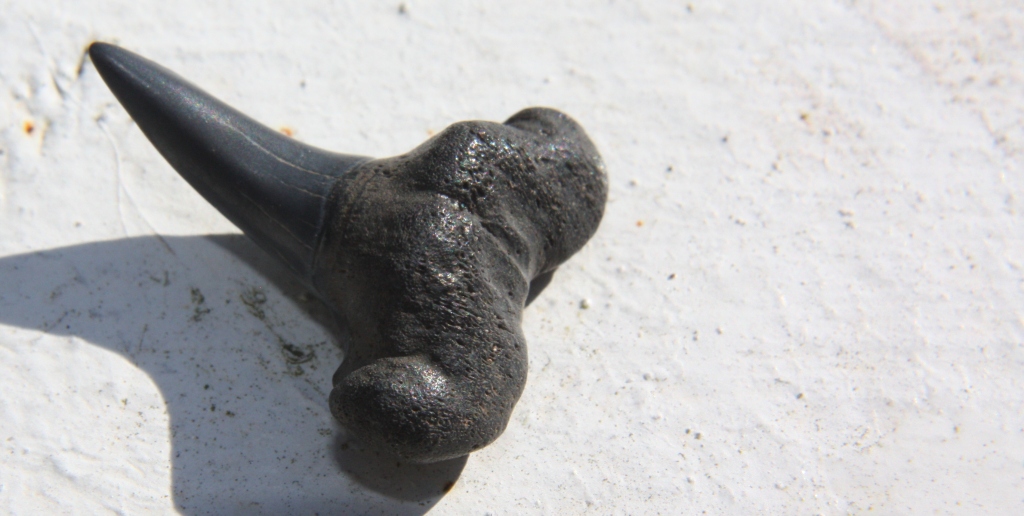 Another Lemon? - Fossil ID - The Fossil Forum
