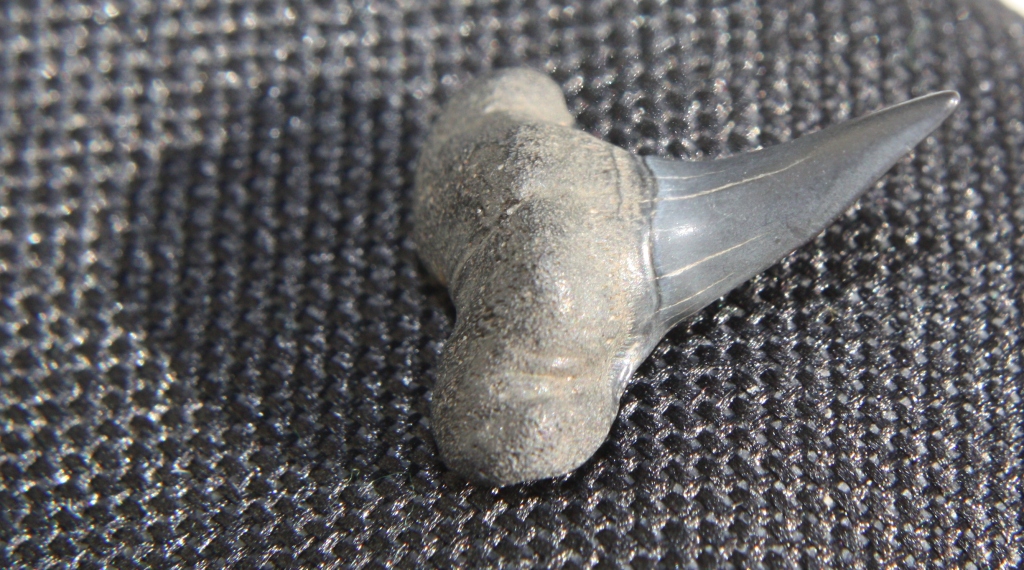 Another Lemon? - Fossil ID - The Fossil Forum