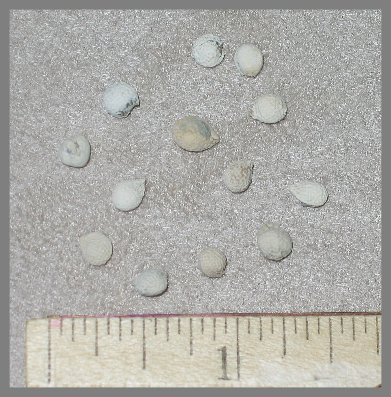 Fossilized Seed Pods Or Shells? - Fossil ID - The Fossil Forum