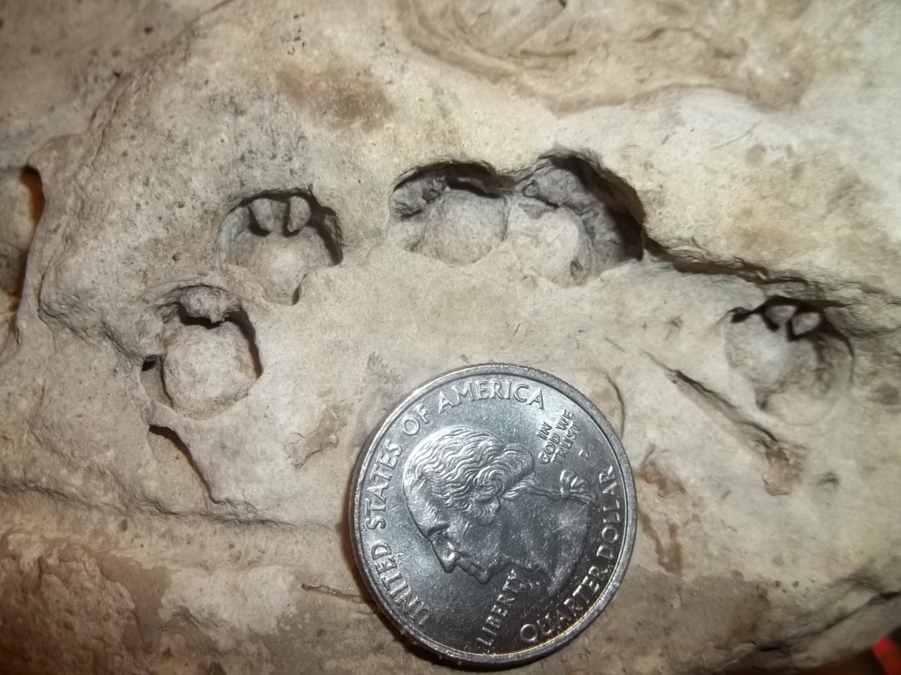 Greenhorn Limestone Puzzler - Fossil Hunting Trips - The Fossil Forum