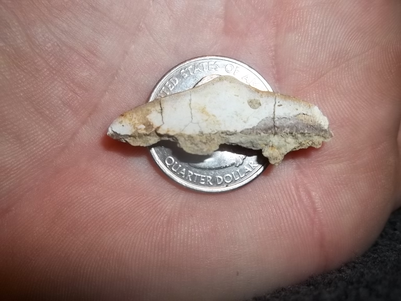 My First Petalodus Tooth! - Fossil Hunting Trips - The Fossil Forum