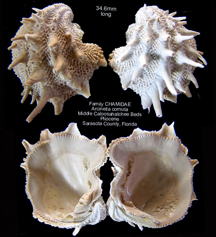Florida Pliocene Shell Quiz - Fossil ID - The Fossil Forum