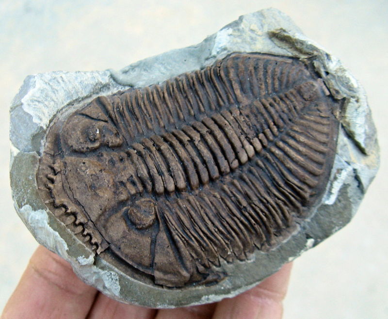 Devonian Trilobite- Dalmanites? - Fossil ID - The Fossil Forum