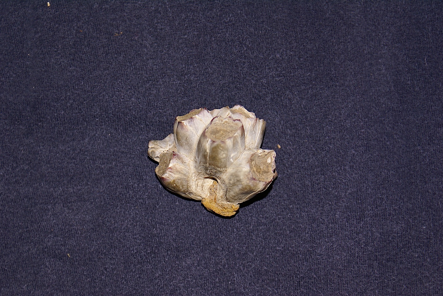 Unknown Purple-Dipped Barnacle - Fossil ID - The Fossil Forum