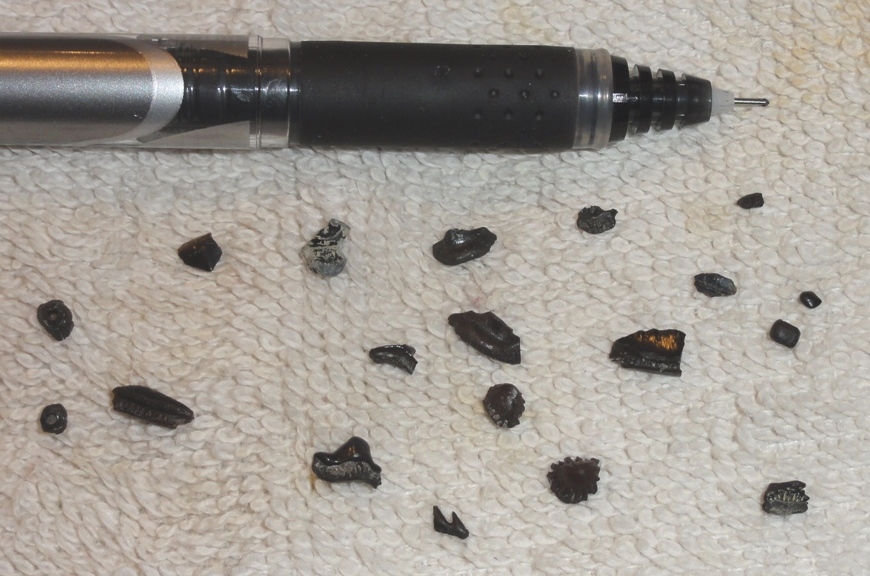 Paleozoic Micro Teeth Just Before The Rain - Fossil Hunting Trips - The ...