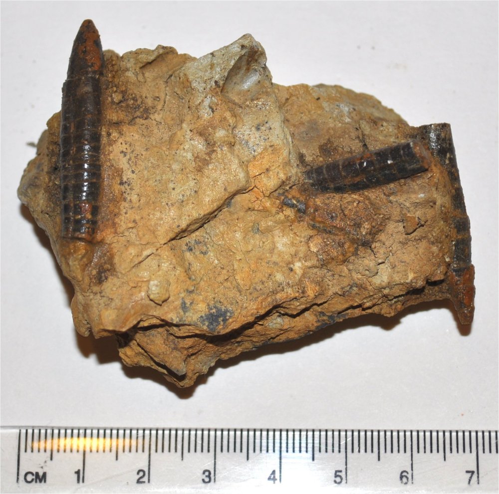 Meteorite-Related Fossils - Member Collections - The Fossil Forum