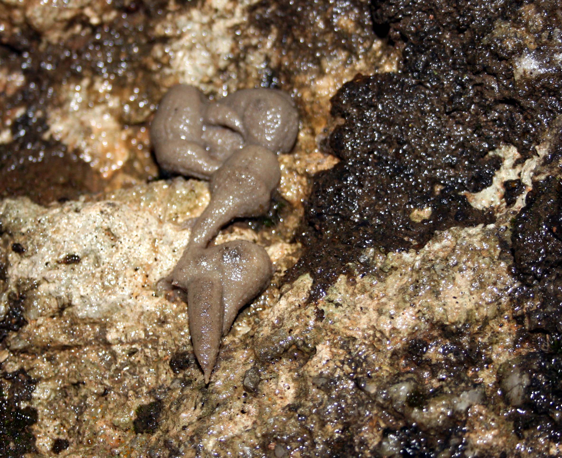Carboniferous Coral/Sponge/??? - Fossil ID - The Fossil Forum