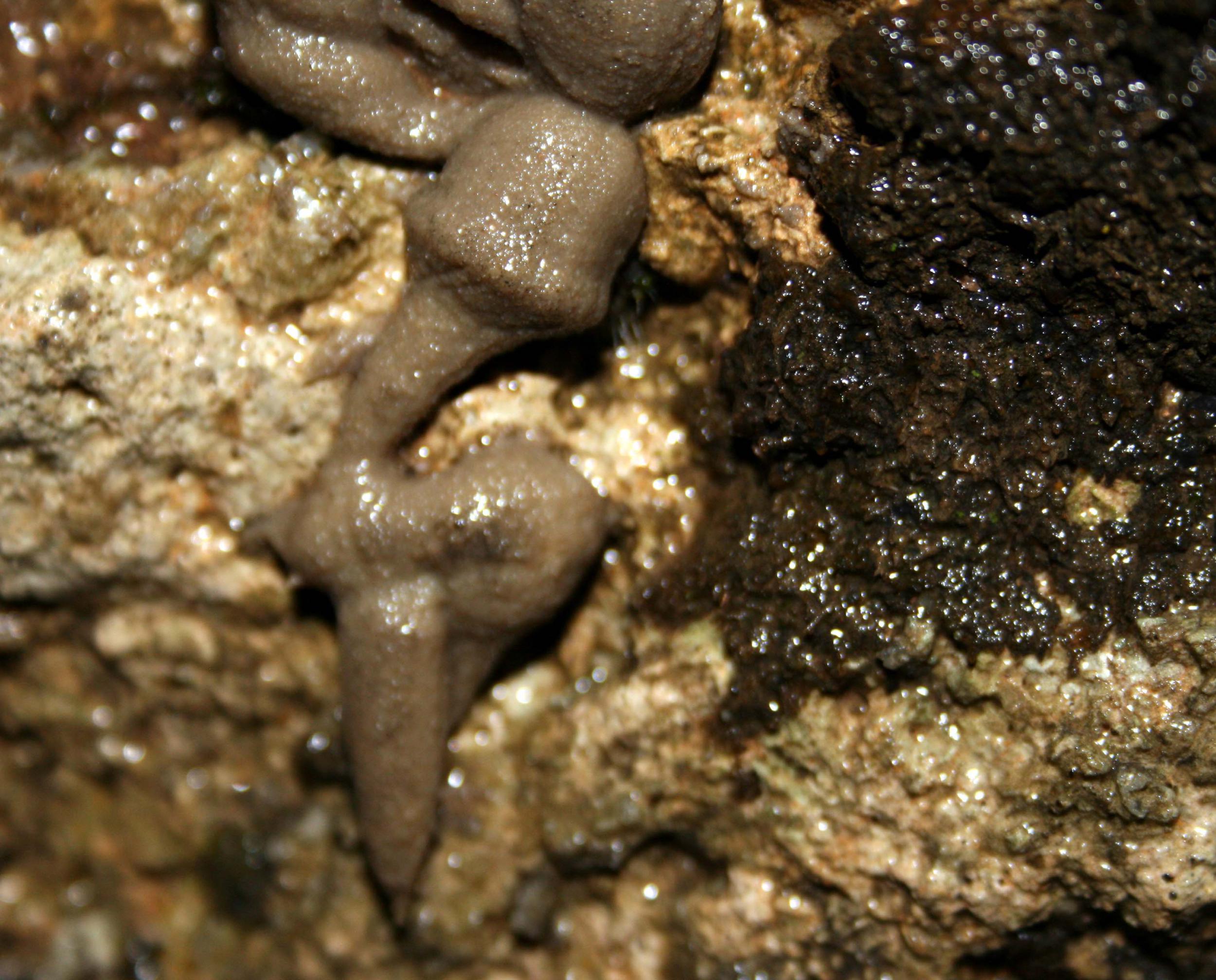 Carboniferous Coral/Sponge/??? - Fossil ID - The Fossil Forum