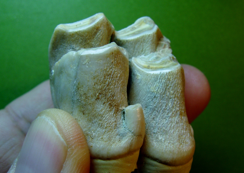 Miocene Rhino Tooth - Fossil ID - The Fossil Forum