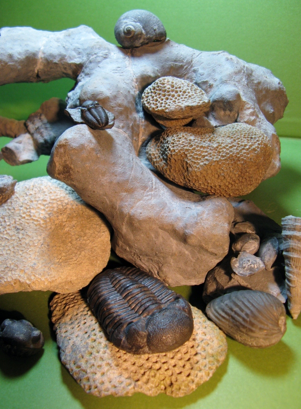 Devonian Reef - General Fossil Discussion - The Fossil Forum