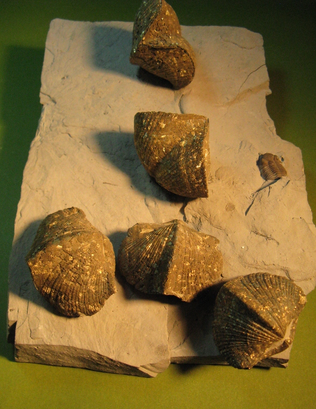 What Would You Pay For This? - General Fossil Discussion - The Fossil Forum