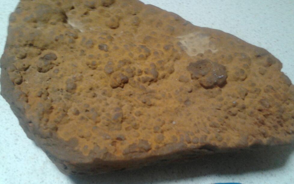 Coprolite ? - Fossil ID - The Fossil Forum