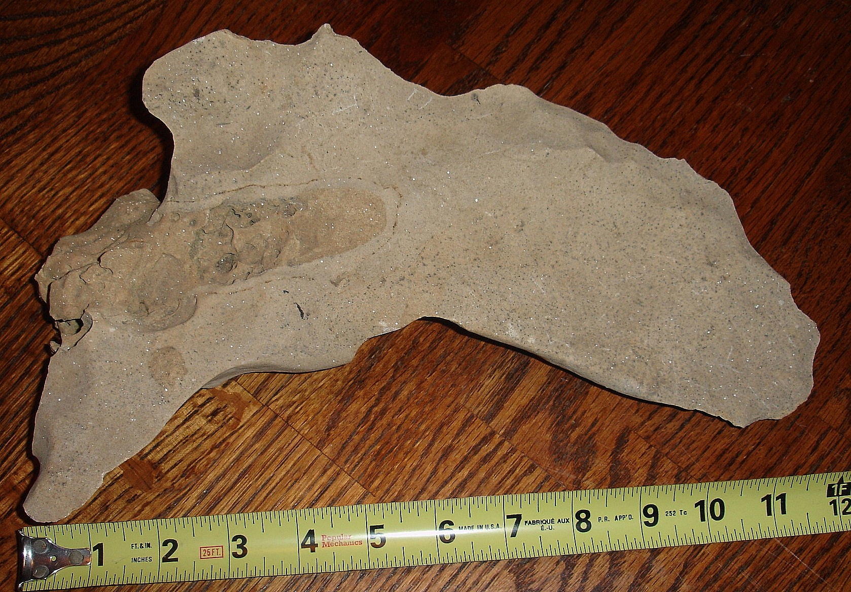 Sea Turtle Flipper? - Fossil ID - The Fossil Forum