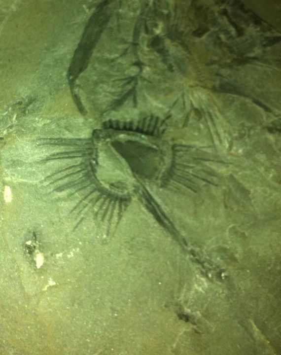 Flower Fossil? - Fossil ID - The Fossil Forum