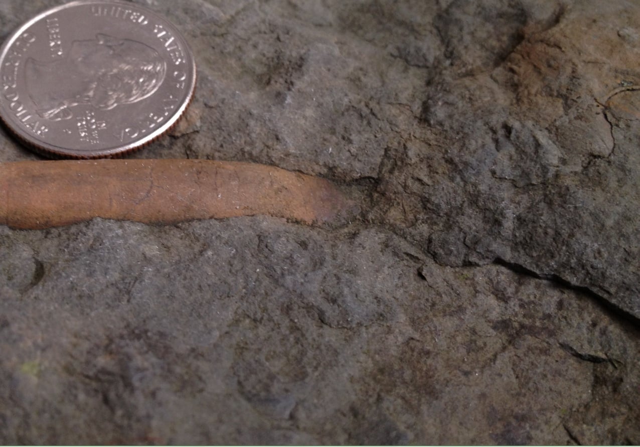 Finger-Like Fossil - Fossil ID - The Fossil Forum