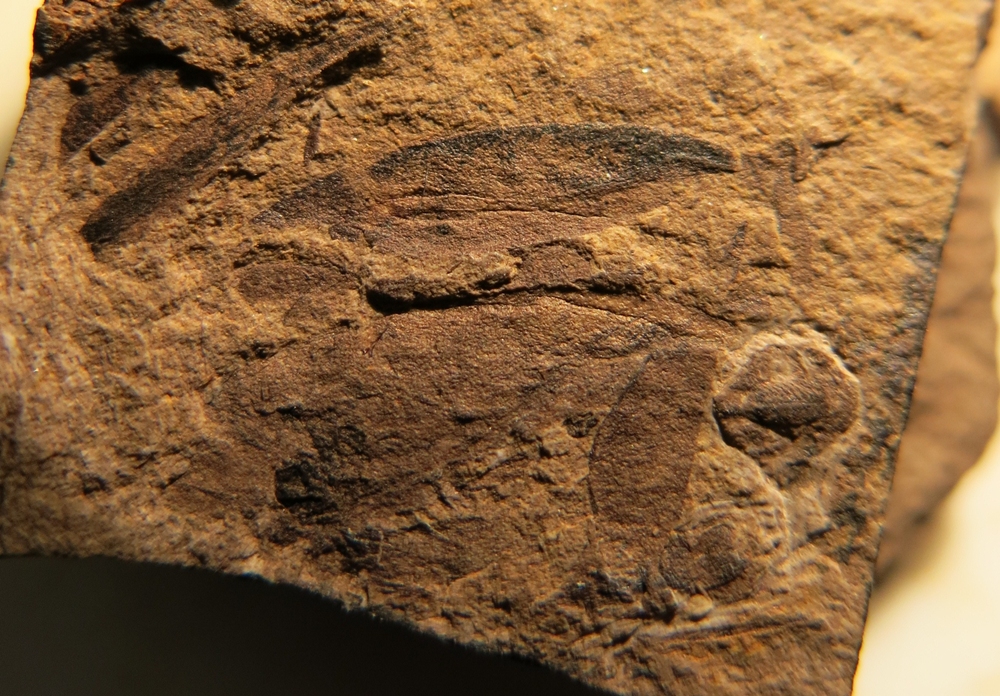 What Is It? From Bc - Fossil ID - The Fossil Forum