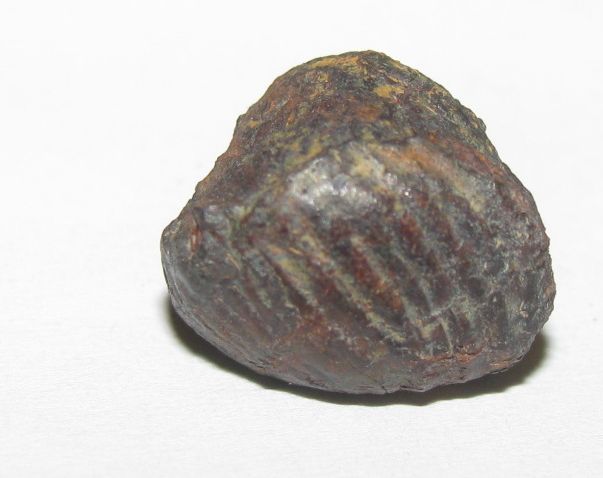 Pennsylvanian Period Nut? - Fossil ID - The Fossil Forum