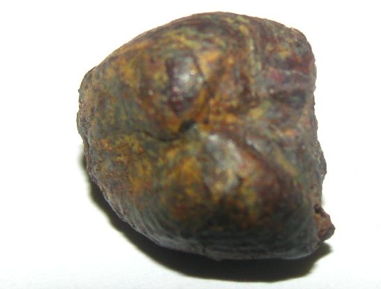 Pennsylvanian Period Nut? - Fossil ID - The Fossil Forum
