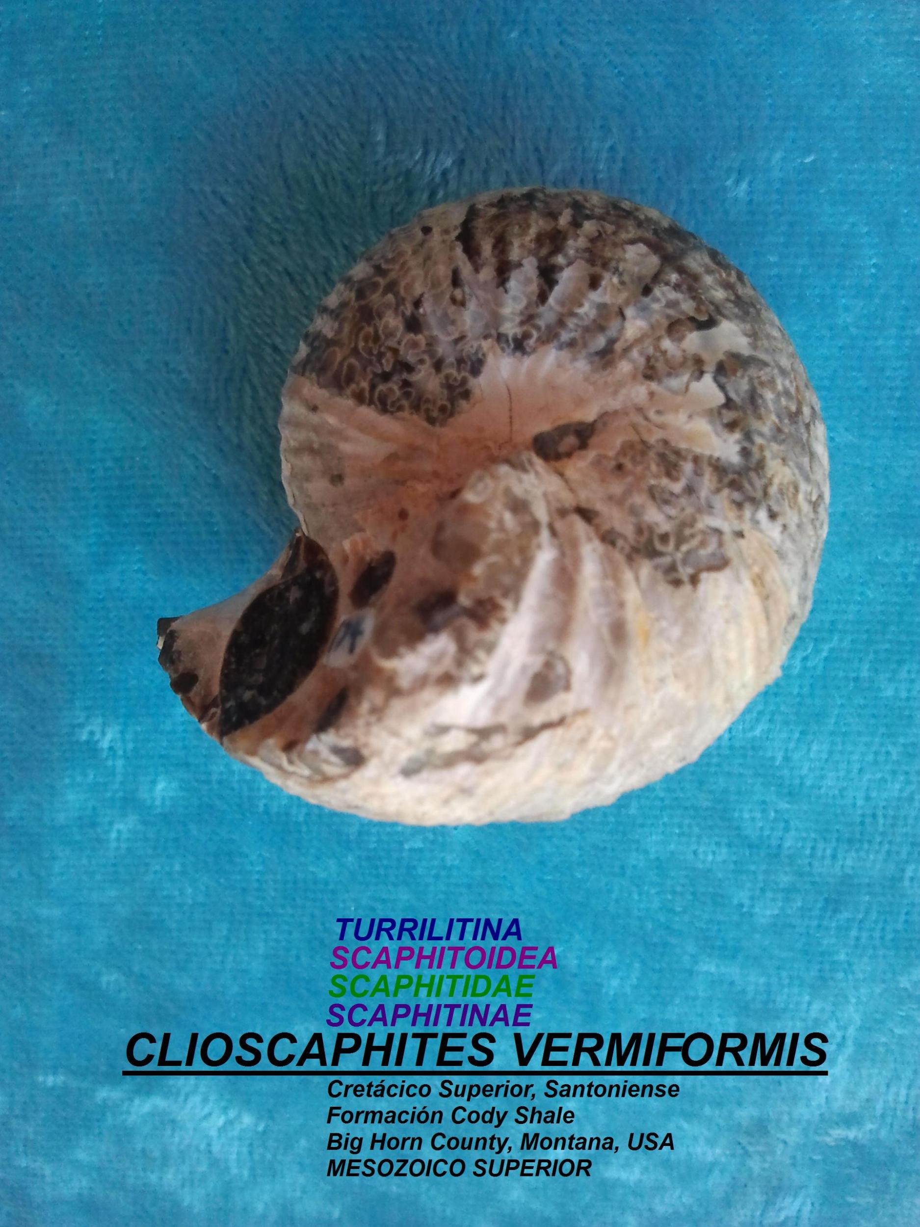 Scaphitidae - General Fossil Discussion - The Fossil Forum