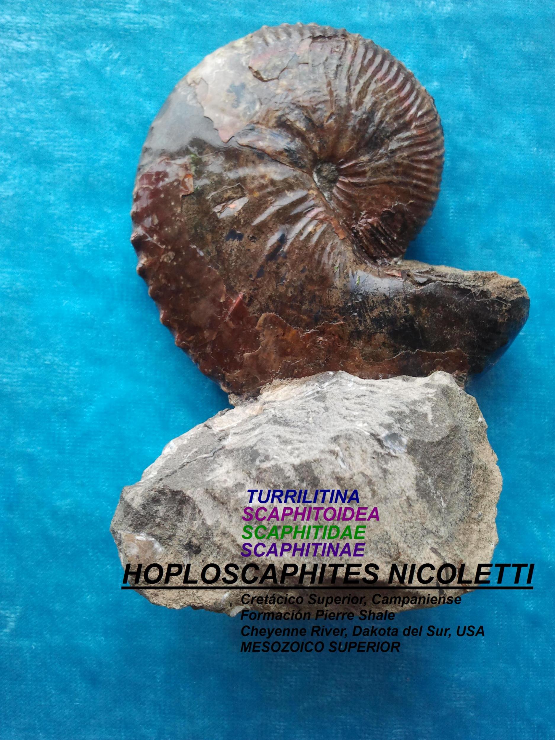 Scaphitidae - General Fossil Discussion - The Fossil Forum