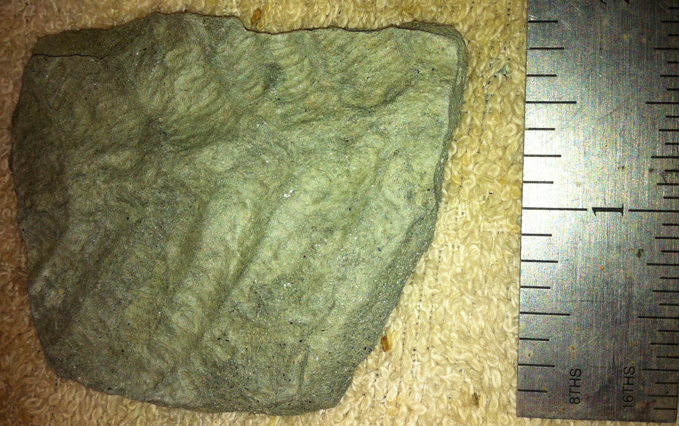Fern Fossils From Fleming, Ohio (Washington County) - Fossil ID - The ...