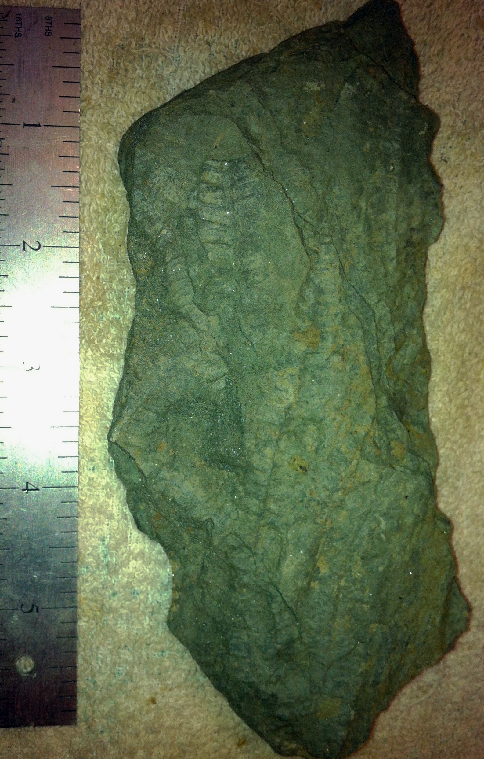 Fern Fossils From Fleming, Ohio (Washington County) - Fossil ID - The ...