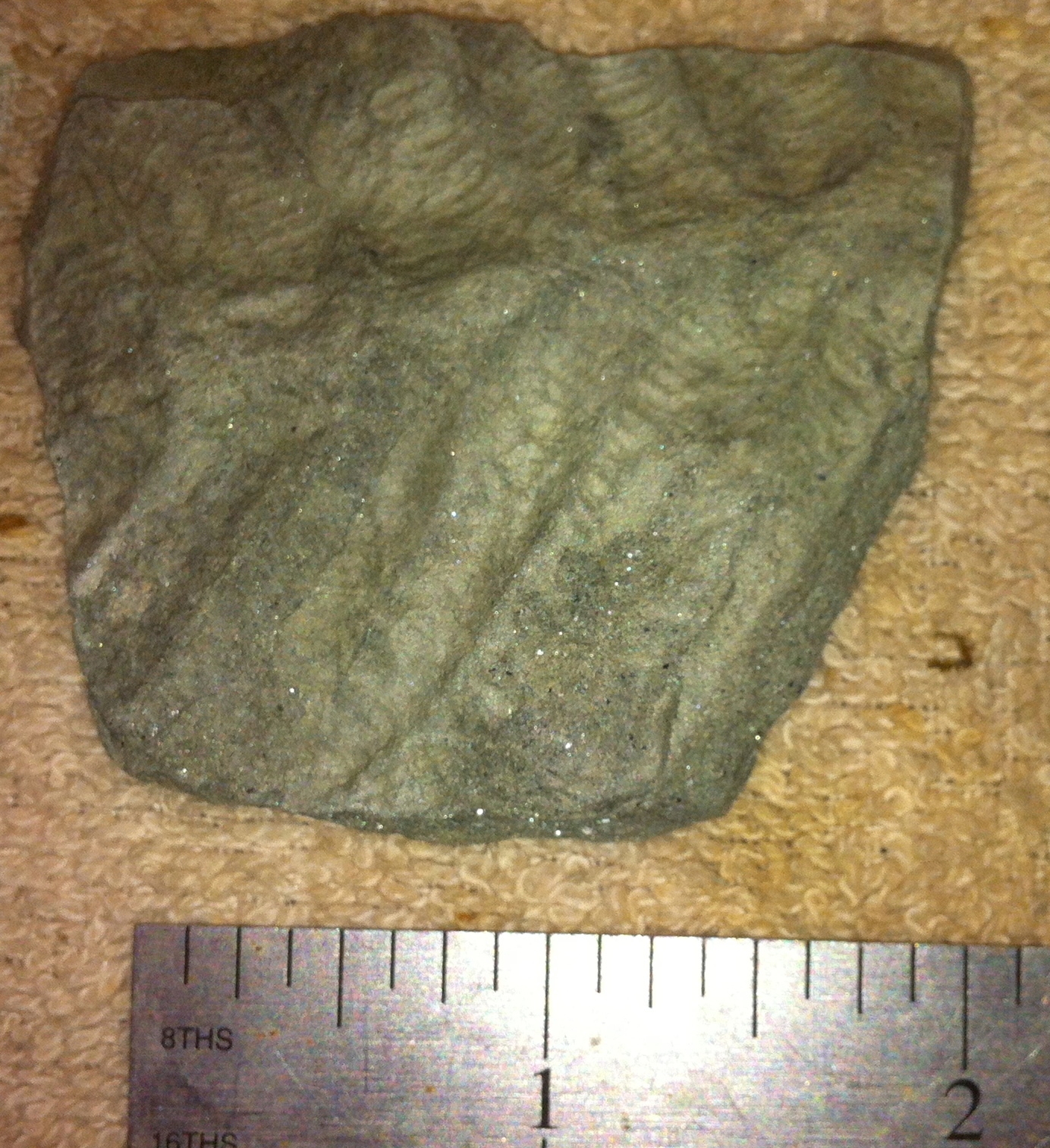Fern Fossils From Fleming, Ohio (Washington County) - Fossil ID - The ...