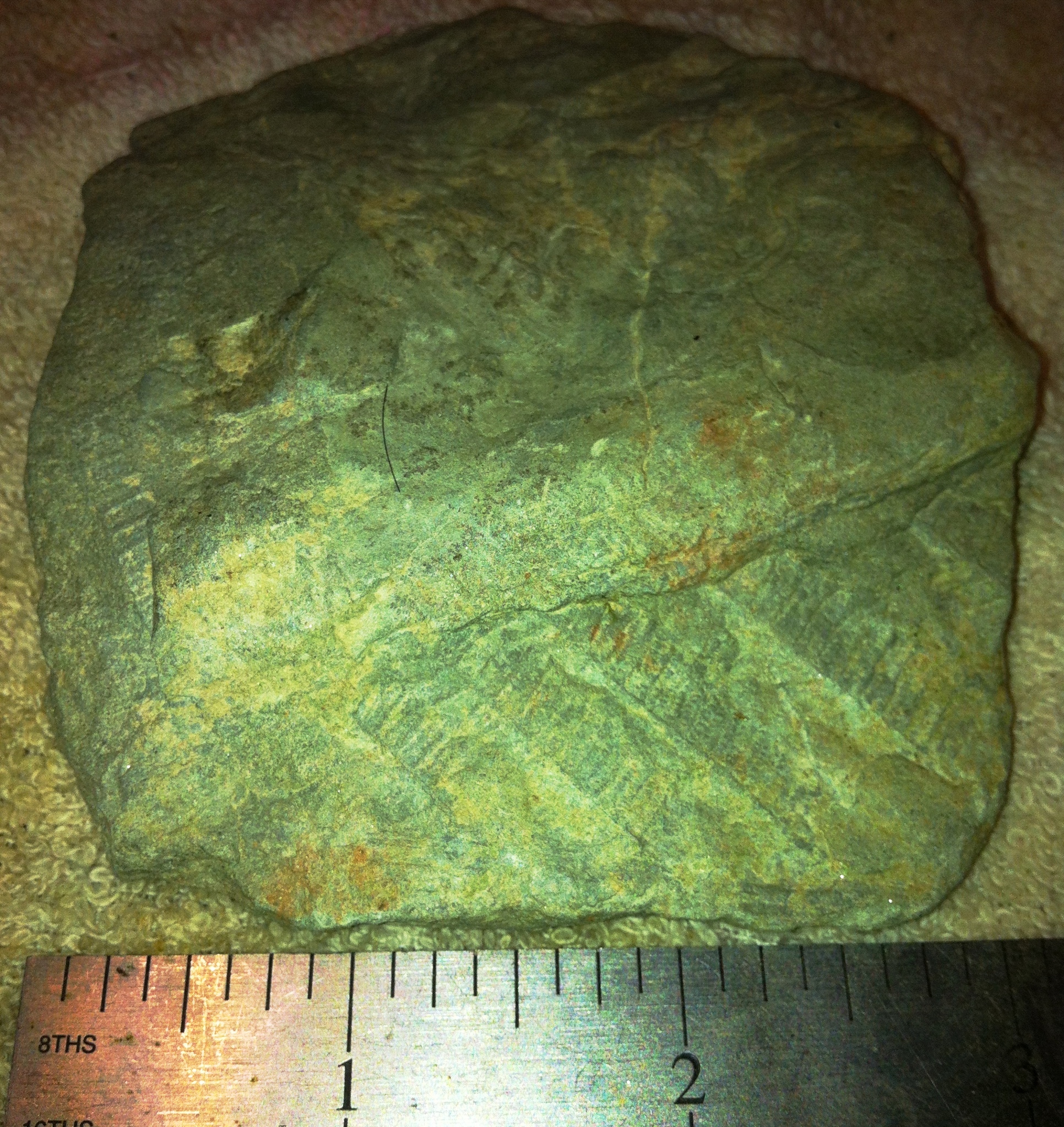 Fern Fossils From Fleming, Ohio (Washington County) - Fossil ID - The ...