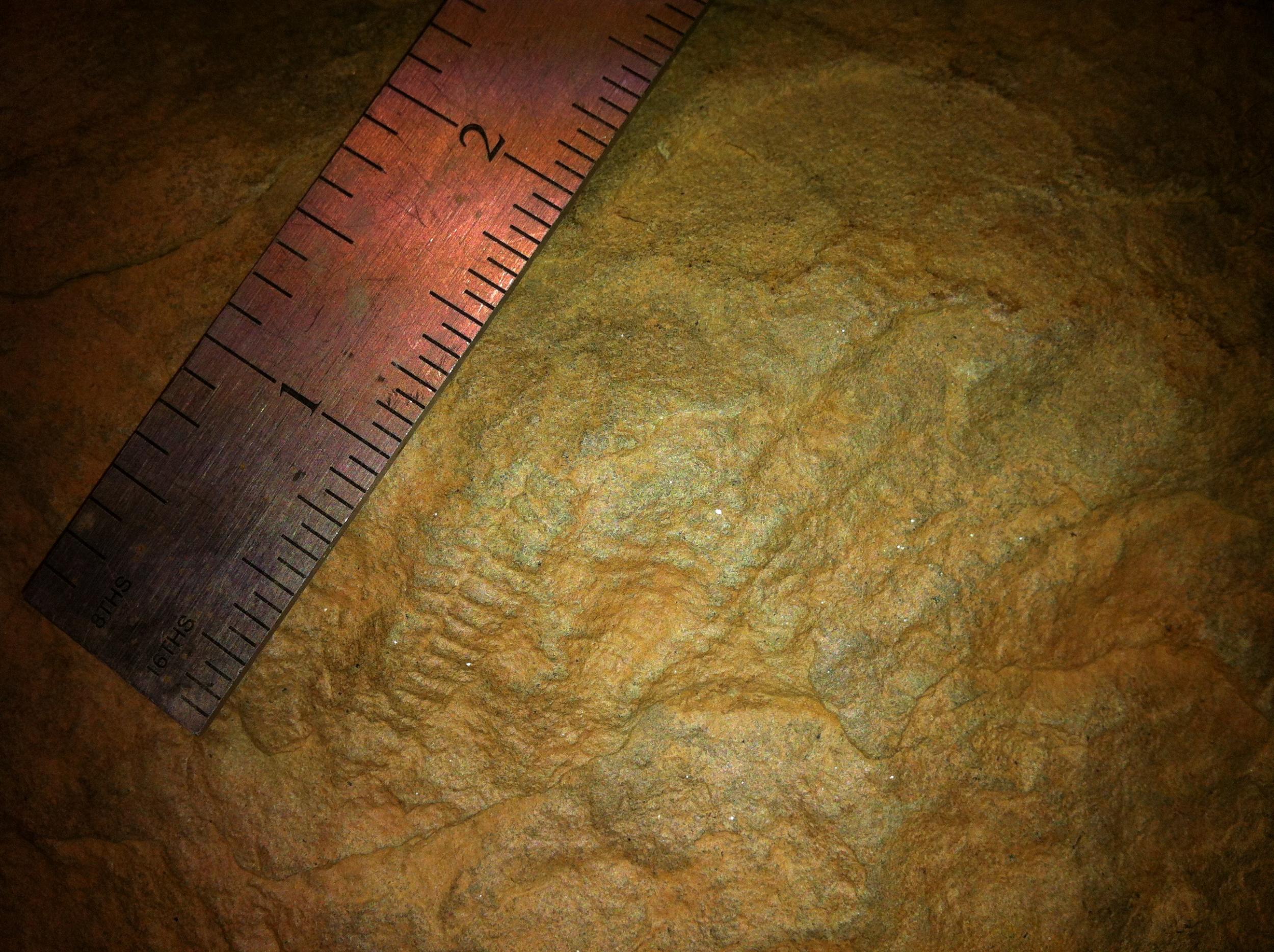 Fern Fossils From Fleming, Ohio (Washington County) - Fossil ID - The ...