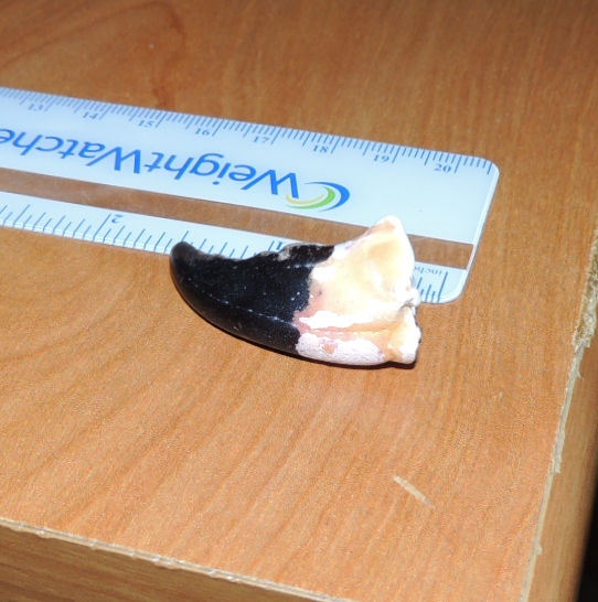 What Type Of Tooth Is This Curved Hollow Tooth? Found In Jacksonville ...