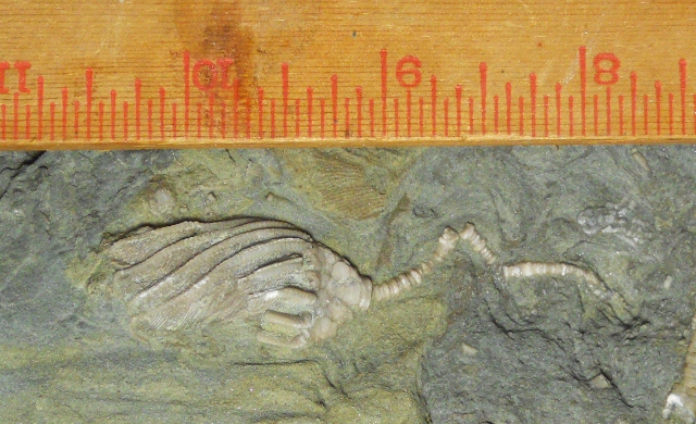 I Found A Dizy Tuna Plate - General Fossil Discussion - The Fossil Forum