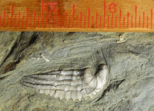 I Found A Dizy Tuna Plate - General Fossil Discussion - The Fossil Forum