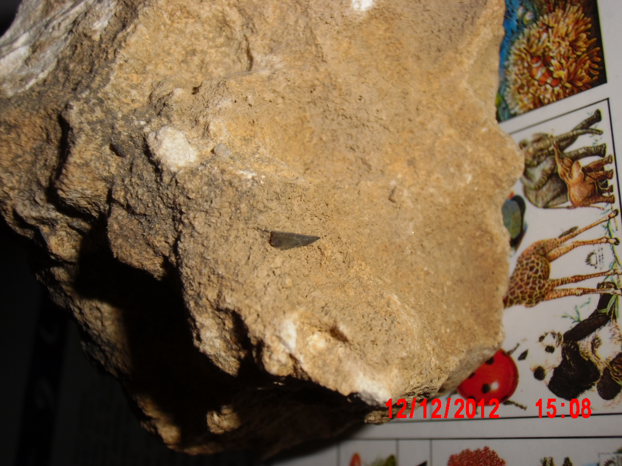 Cretaceous Shark Tooth - Fossil ID - The Fossil Forum