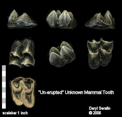 Unknown Miocene Mammal Tooth - Fossil ID - The Fossil Forum