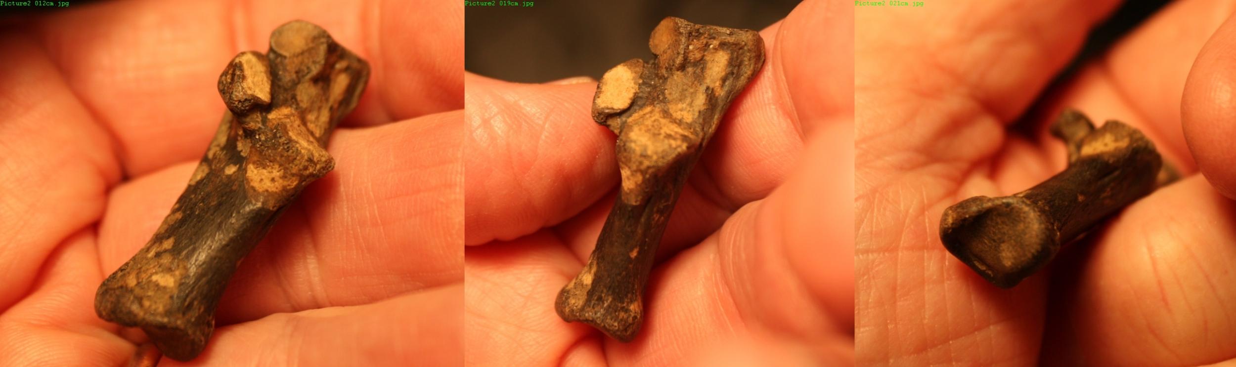 Odd Bone - Fossil ID - The Fossil Forum
