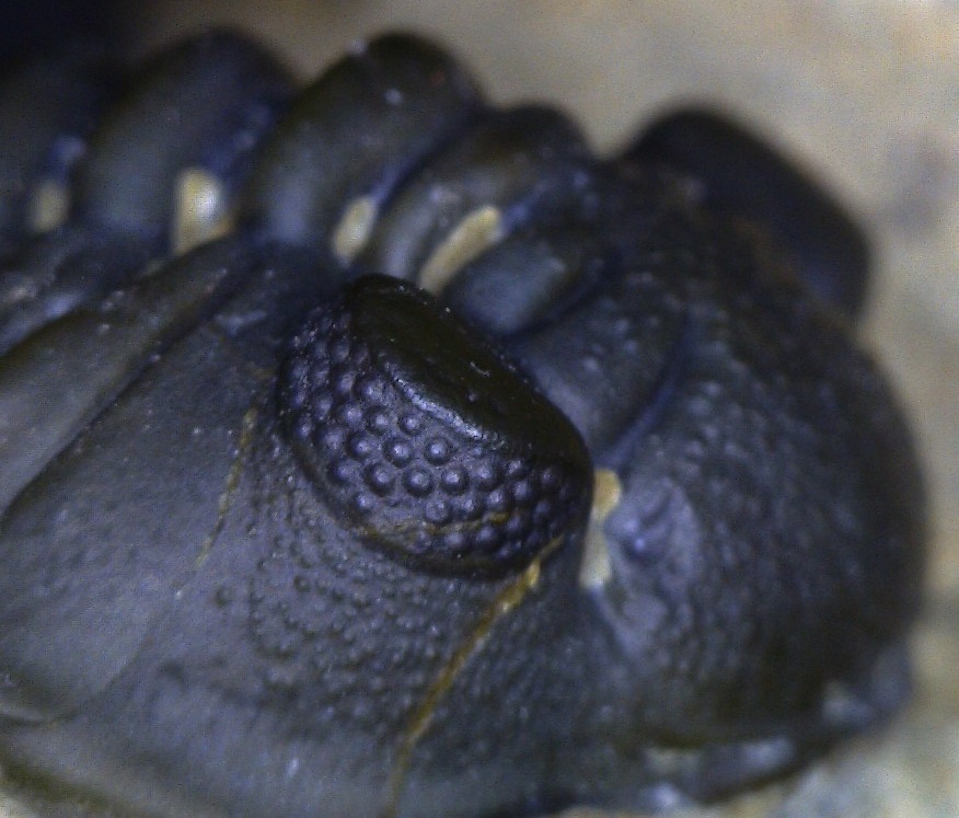 Look Into My Eye... Trilobite Eye - General Fossil Discussion - The ...