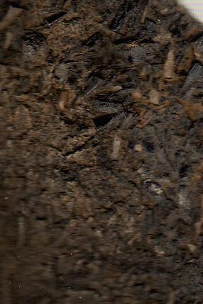 Blue Hill Shale - Fossil Hunting Trips - The Fossil Forum