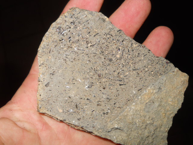 Blue Hill Shale - Fossil Hunting Trips - The Fossil Forum