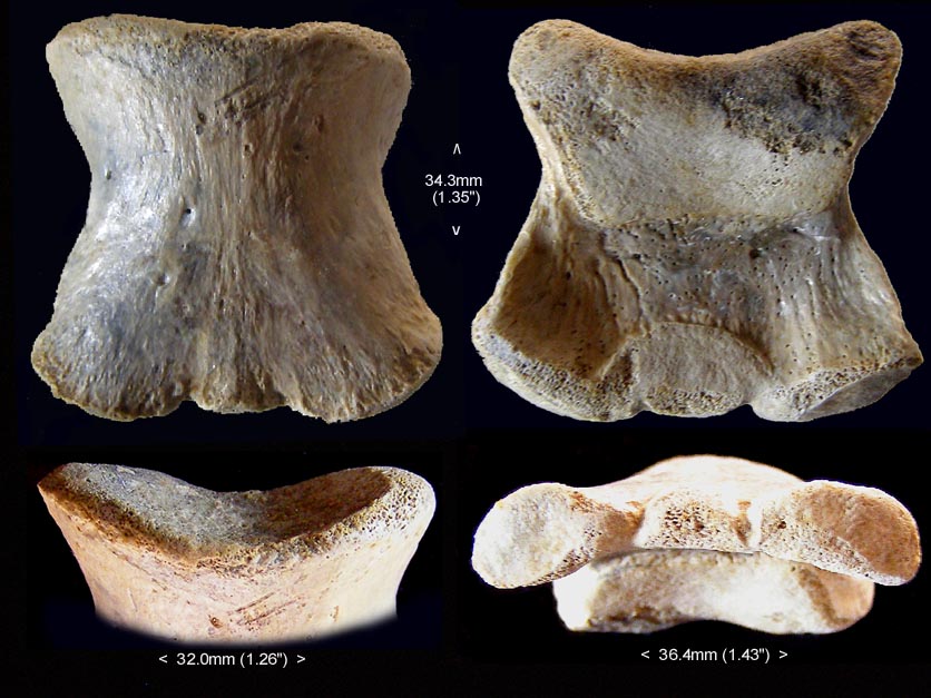 Two Mammal Bones - Fossil ID - The Fossil Forum
