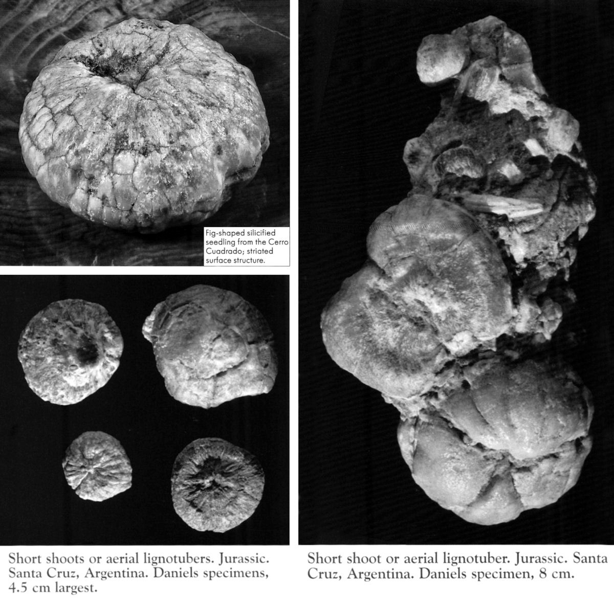 Fossil Fig Fruit - Fossil Hunting Trips - The Fossil Forum