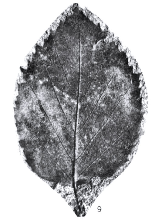 A Couple Of Iowa? Leaf Fossils - Fossil ID - The Fossil Forum