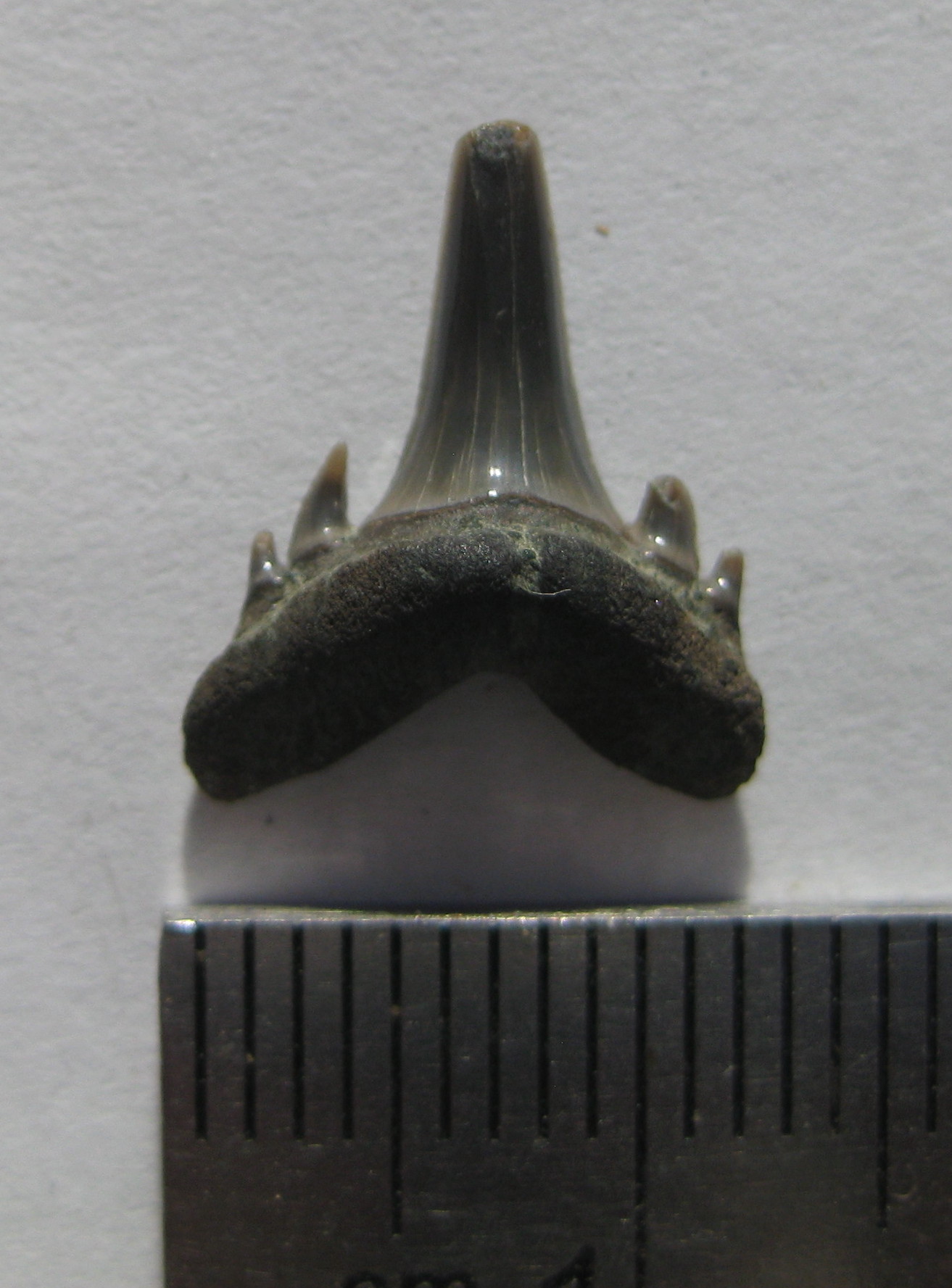 4 Cusps On Shark Tooth - Fossil ID - The Fossil Forum