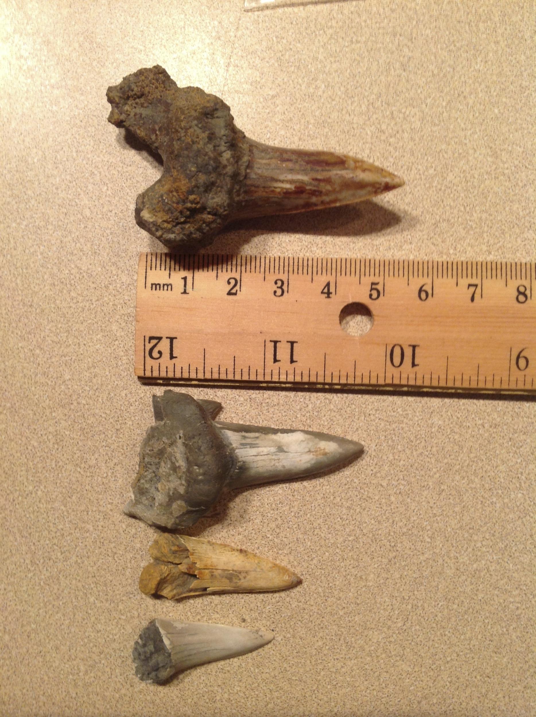 Blue Hill Shale - Fossil Hunting Trips - The Fossil Forum