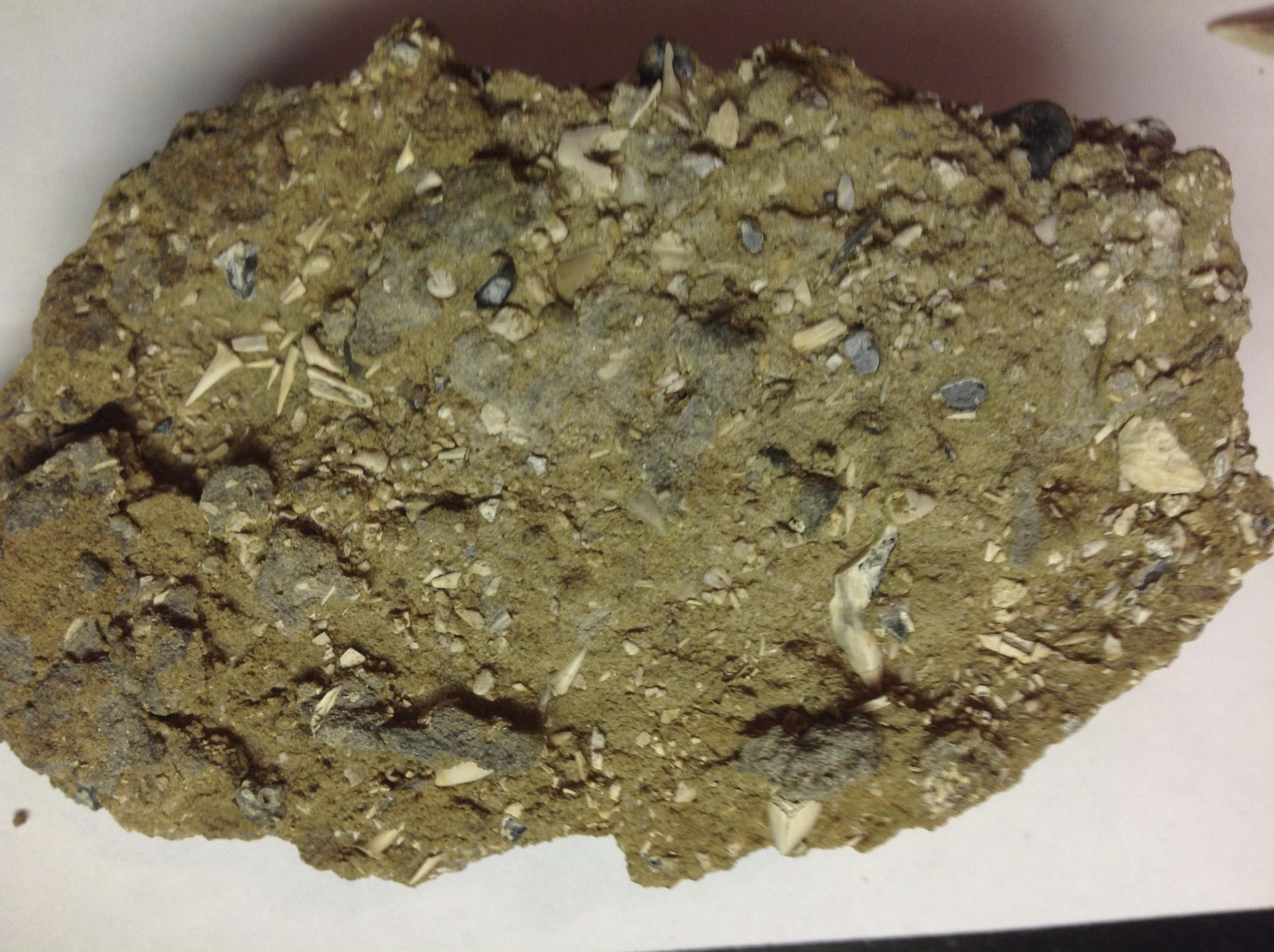 Blue Hill Shale - Fossil Hunting Trips - The Fossil Forum
