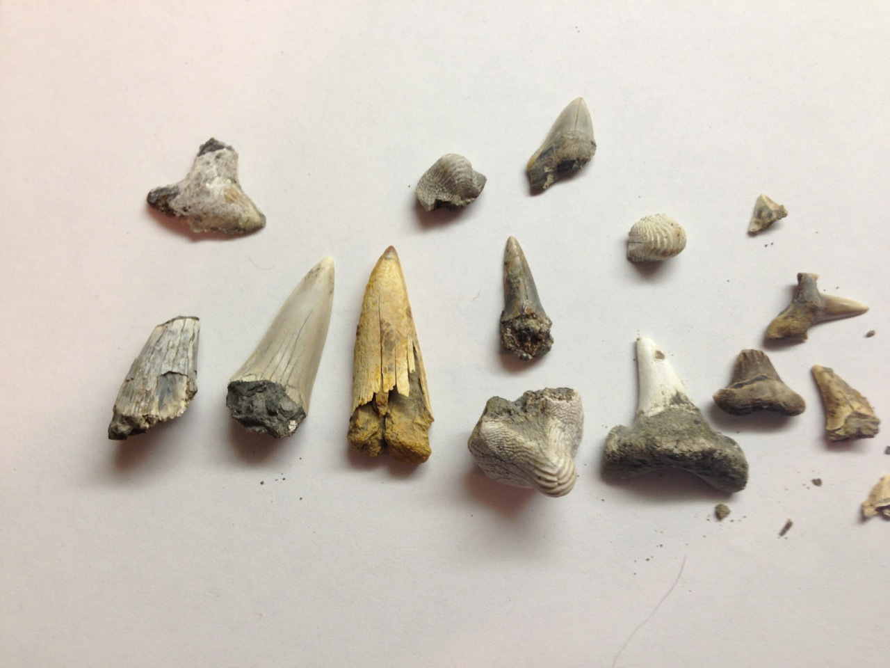 Blue Hill Shale - Fossil Hunting Trips - The Fossil Forum