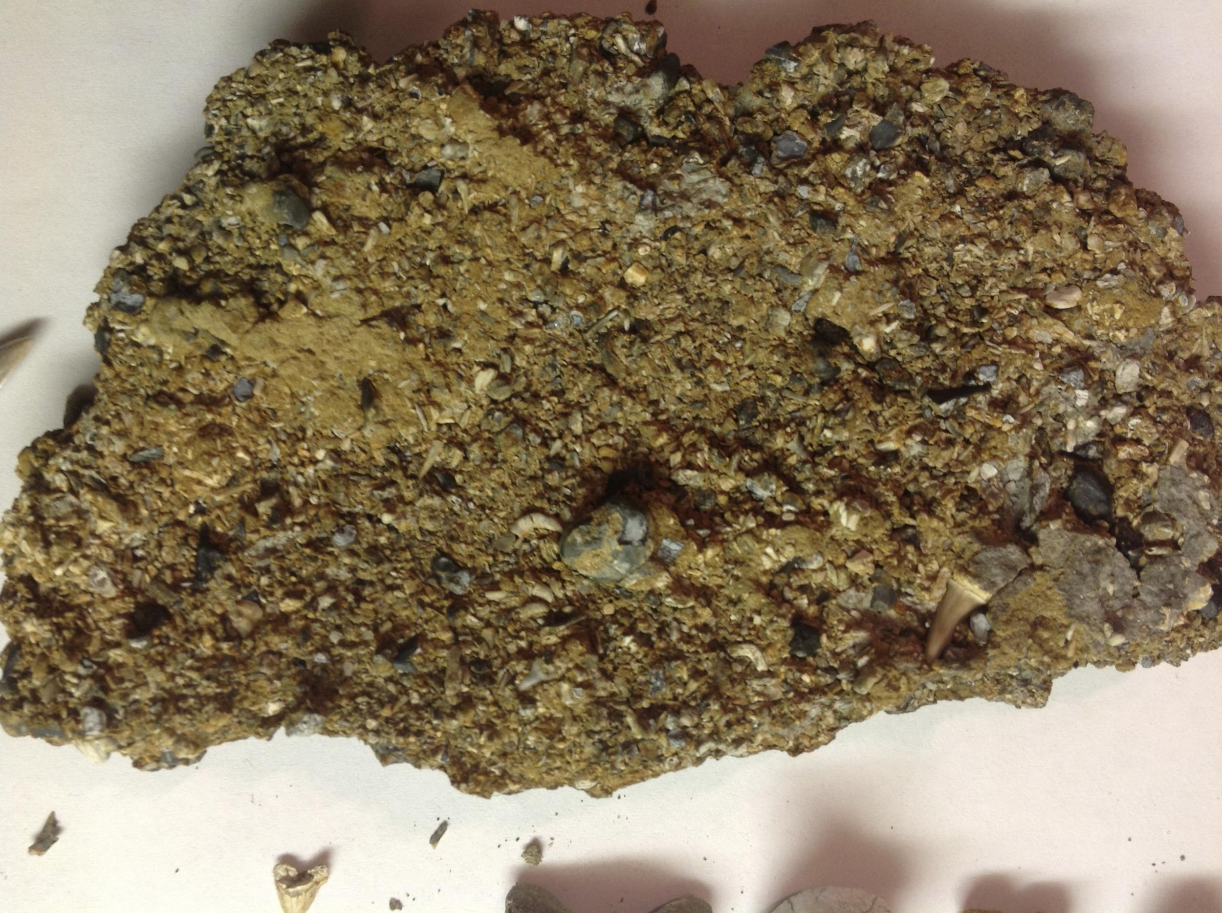 Blue Hill Shale - Fossil Hunting Trips - The Fossil Forum