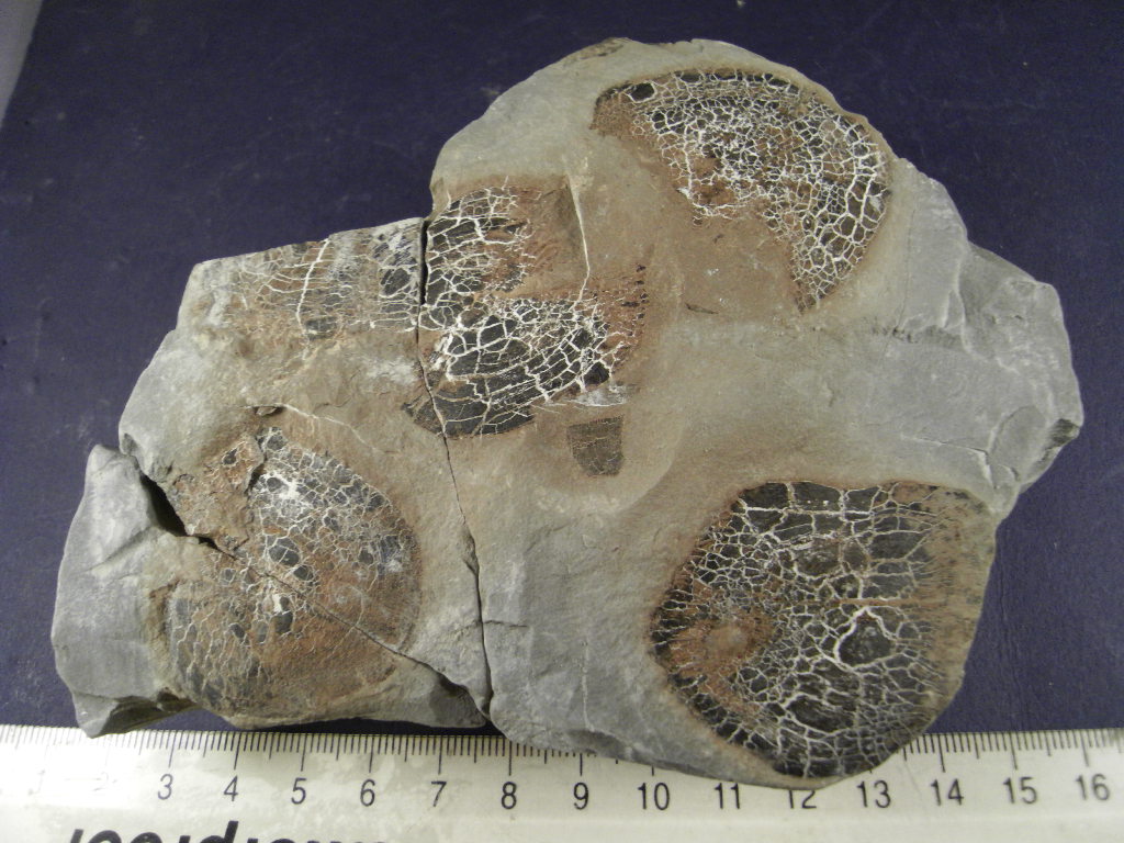 Strepsodus Scale Group - Fossil Hunting Trips - The Fossil Forum